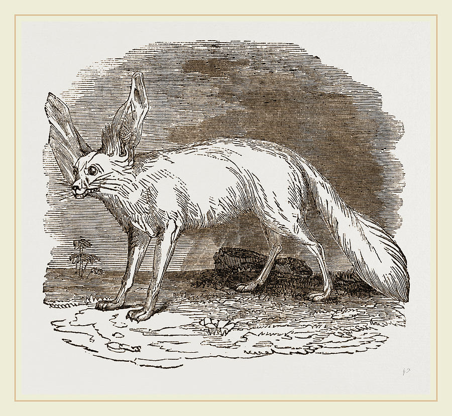 Fennec Drawing by Litz Collection | Fine Art America