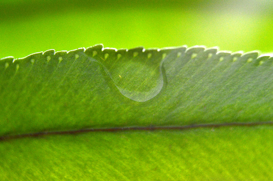 Fern Macro Photograph by Amanda Nelson - Fine Art America