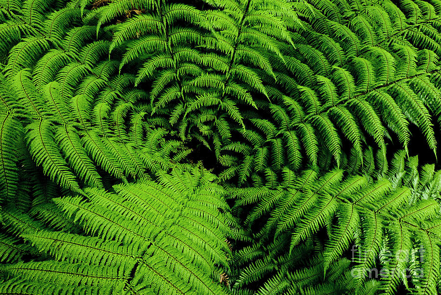 Fern Photograph by Photo Image - Fine Art America