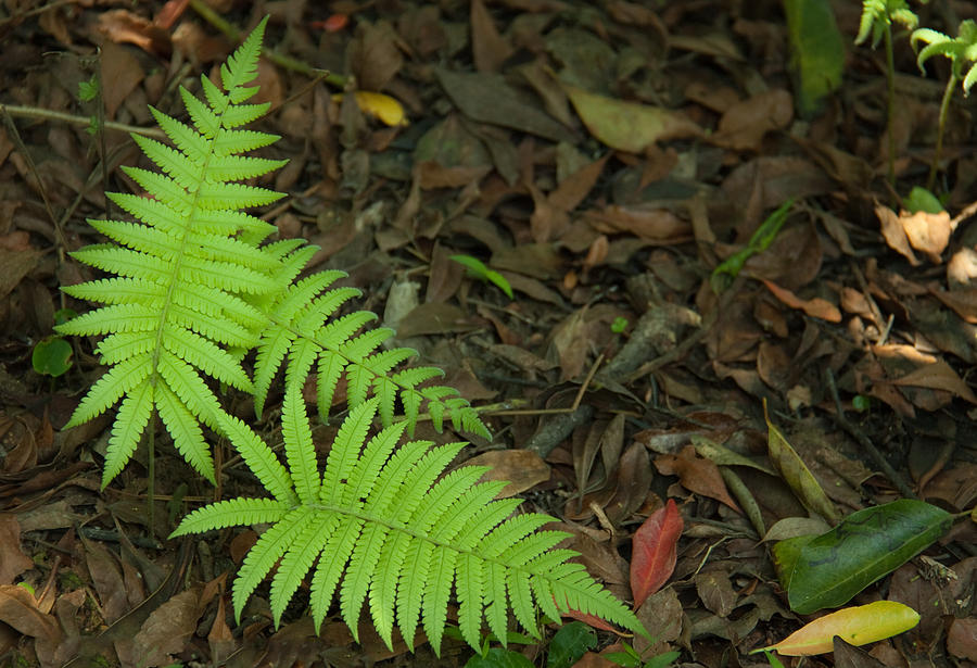 Fern Photograph by Robert Dingwall - Pixels