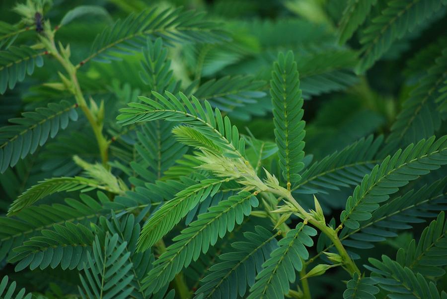 Ferns Photograph by Jan Oppermann - Fine Art America