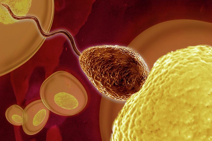 Fertilisation Photograph by Science Photo Library - Pixels