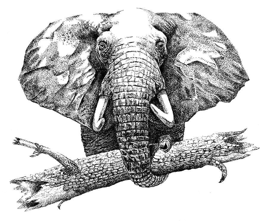 Fetch Jumbo Drawing by John Hebb | Fine Art America