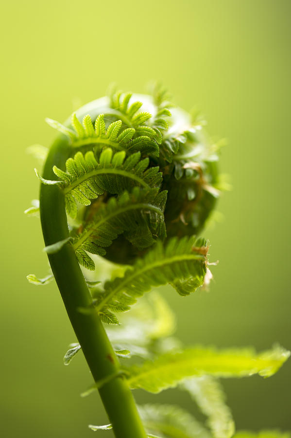 Fiddlehead Photograph by Maundy Mitchell - Fine Art America