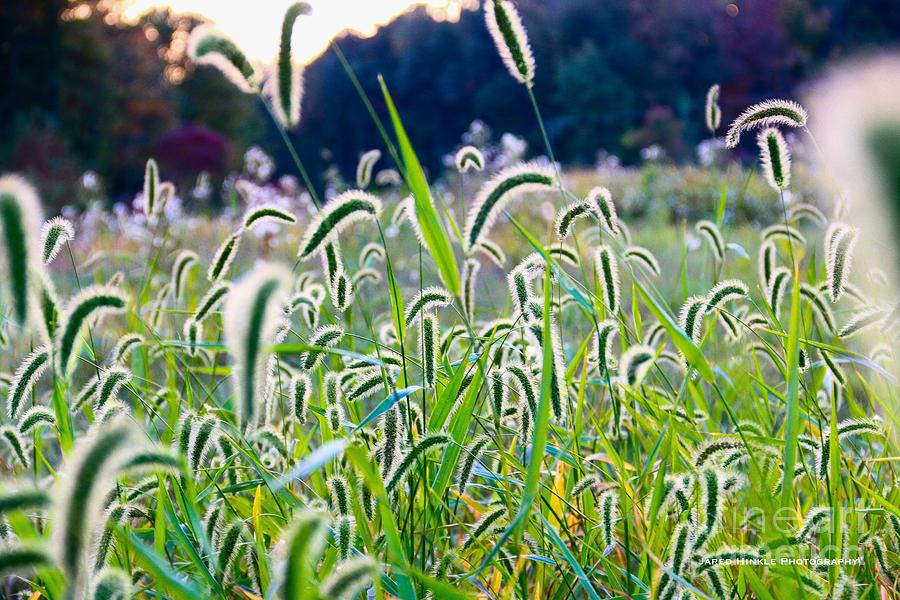 Field Photograph by Jared Hinkle - Fine Art America
