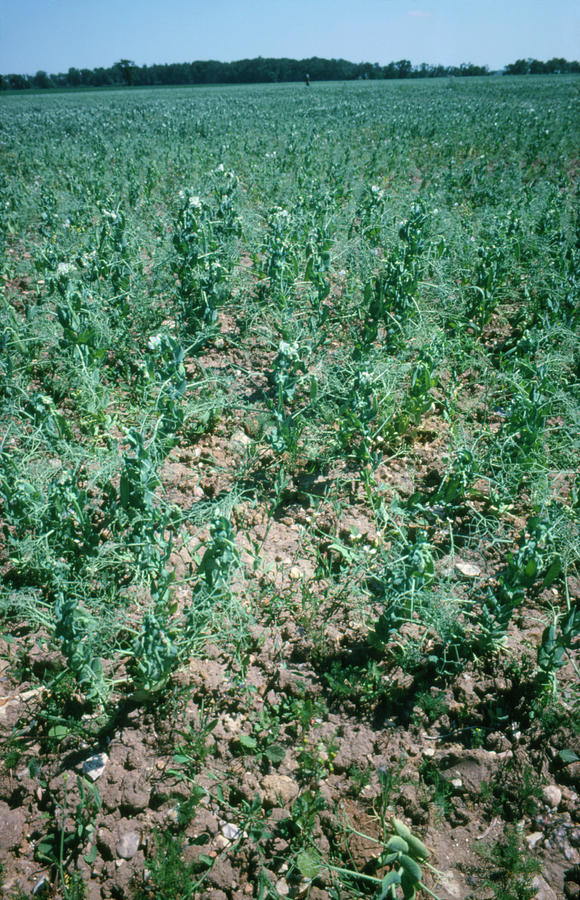 Field Of Peas Photograph by Dr Jeremy Burgess/science Photo Library ...