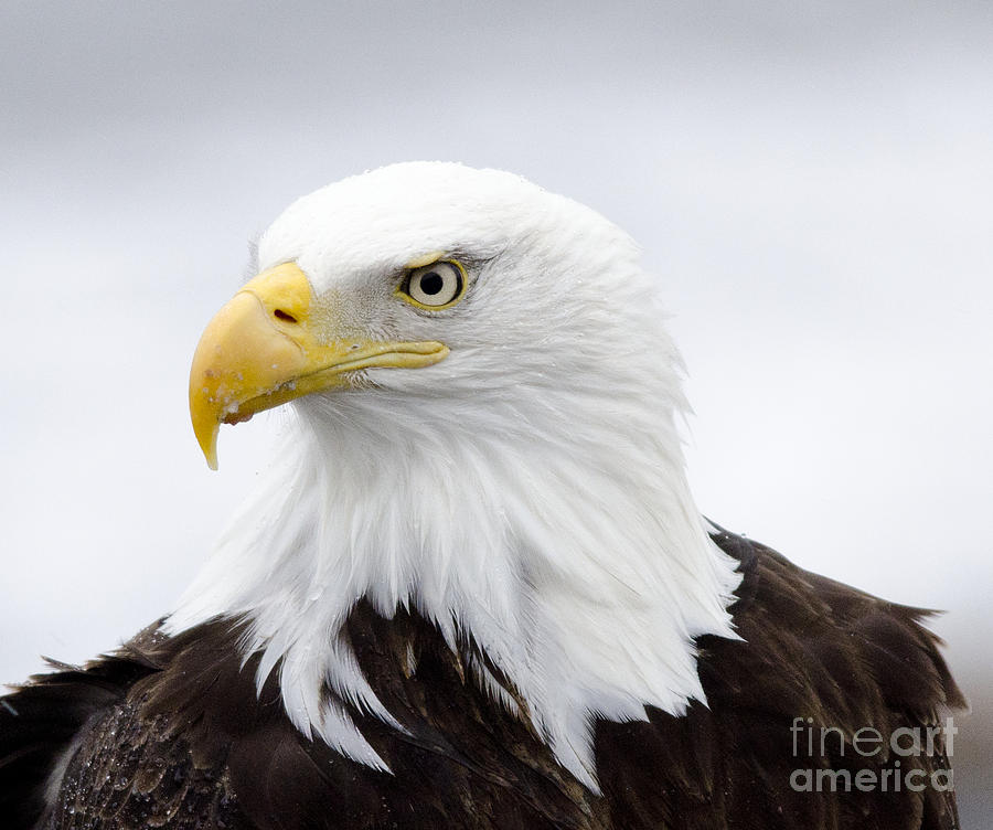 Fierce Photograph by Greg Helmers - Fine Art America