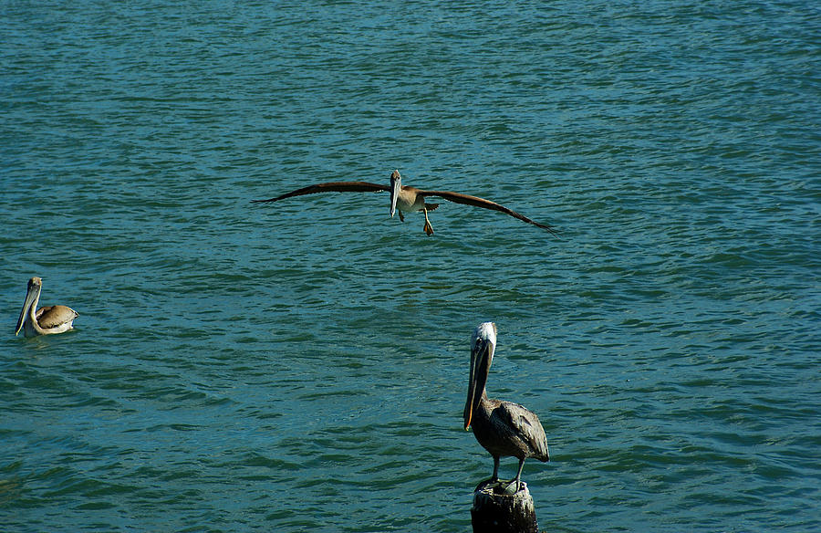 Final approach Photograph by Robert Brown - Fine Art America