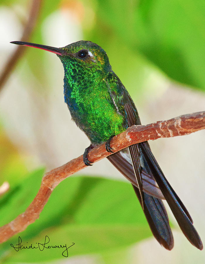 Finally Photograph by Heidi Lowery