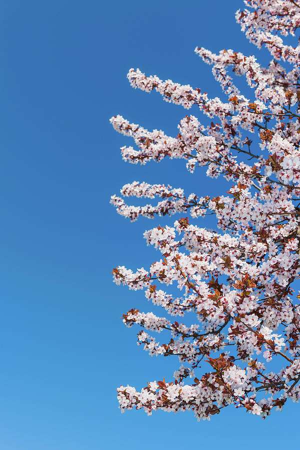 Finally Spring by Larabelova