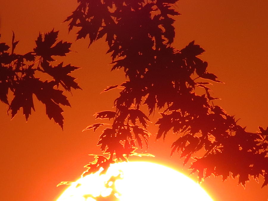 Fire Burning Sun Photograph by Nikki Watson McInnes - Fine Art America