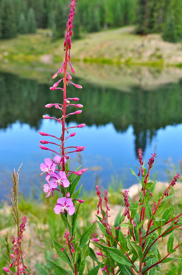 Fireweed Photograph by Alli Stewart - Fine Art America