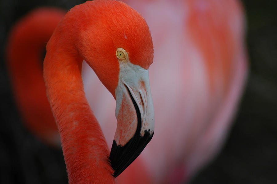 Firey Flamingo Photograph by Richard Shelton - Pixels