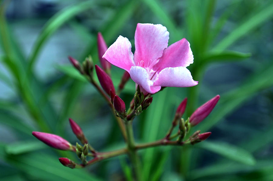 First Bloom Photograph by Bliss Of Art - Fine Art America