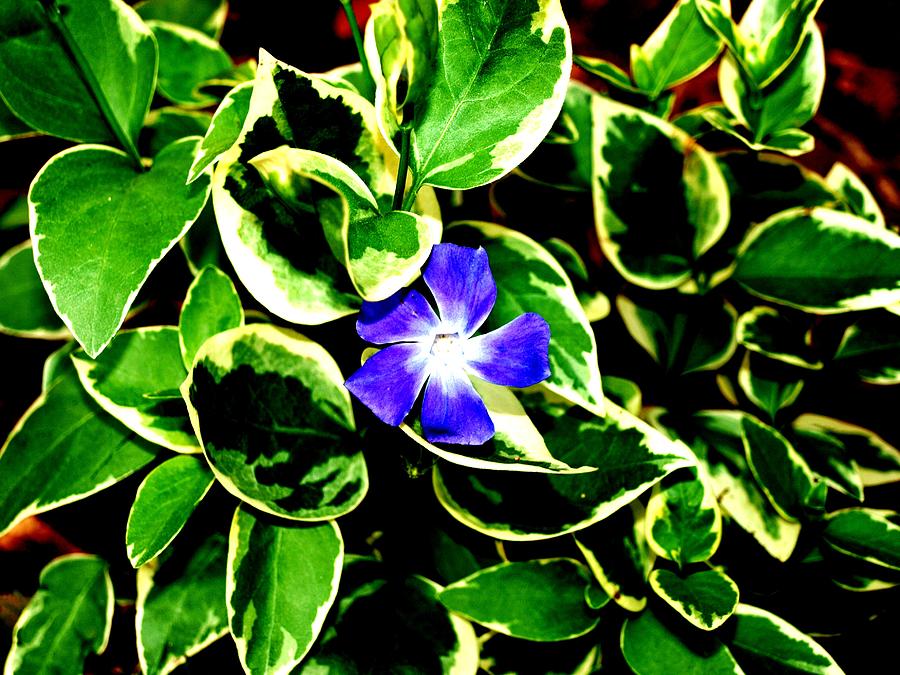 First Bloom Photograph by Barbara Egan - Fine Art America