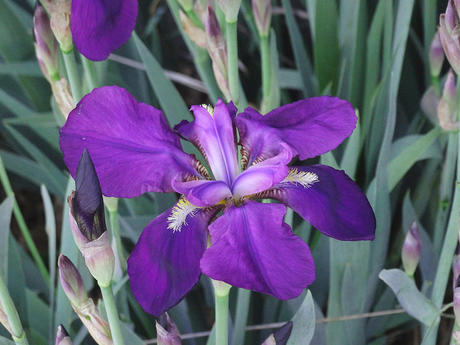 First Iris Photograph by Greg Boutz | Fine Art America