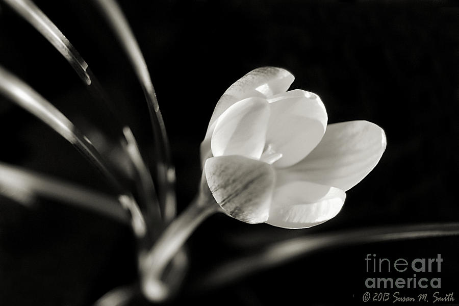 First One Out Photograph by Susan Smith | Fine Art America