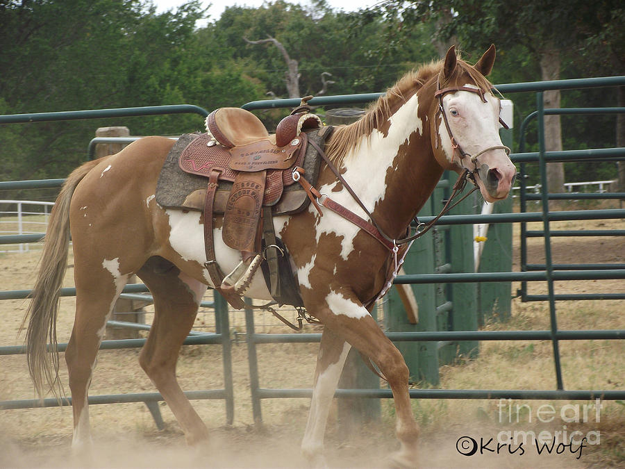 First Saddle Photograph by Kris Wolf - Fine Art America