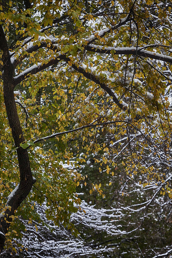 First Snowfall 2 Photograph by Robert Ullmann - Fine Art America