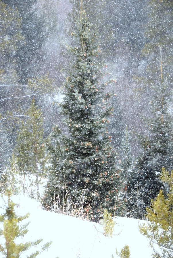 First Snowfall Photograph by Michelle Pierce - Fine Art America