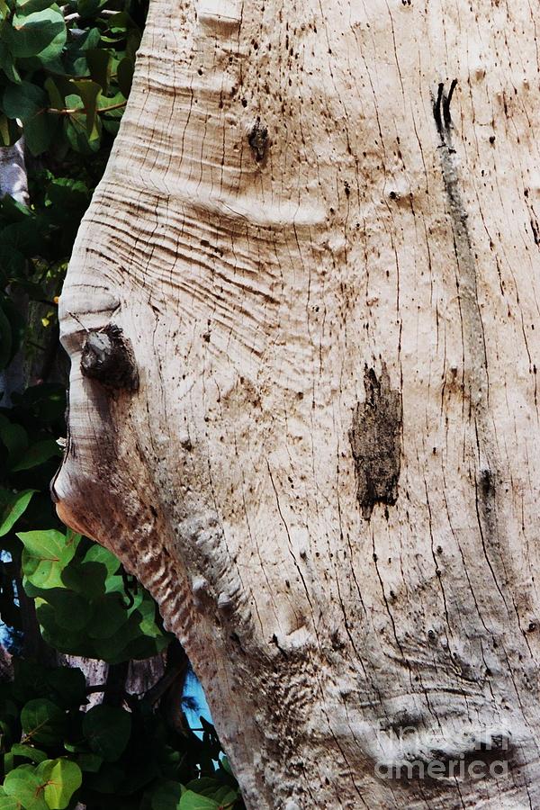 Fish Face Tree In The Cayman Islands Photograph by Marcus Dagan - Fine ...