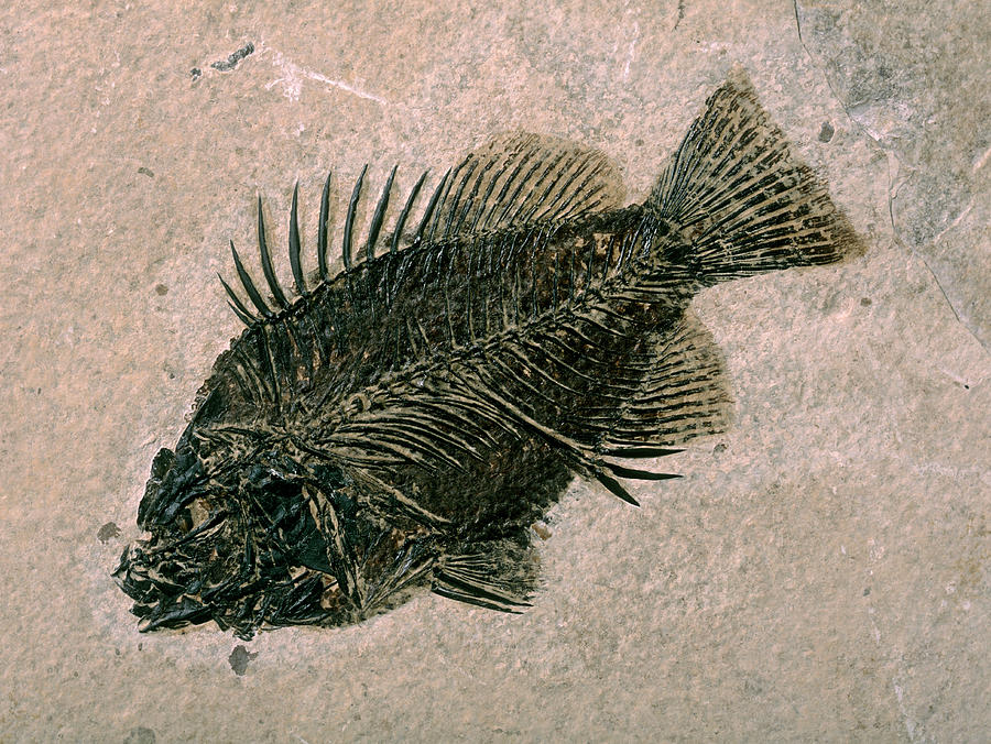 Fish Fossil Photograph by Martin Land/science Photo Library - Fine Art ...