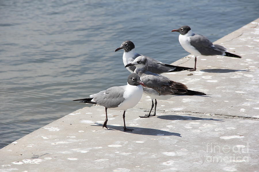 Fish Shadow Photograph by Robert Brice - Fine Art America