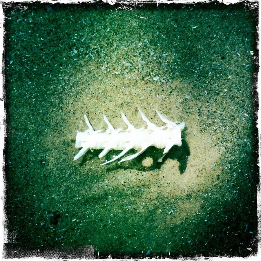 Fishbone Photograph by Erica Carlson - Fine Art America