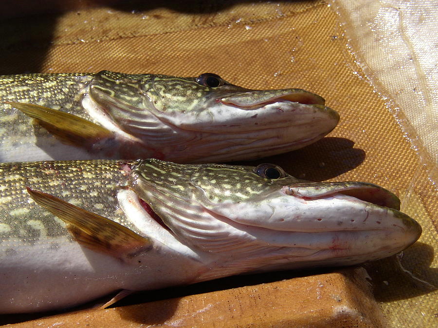 Fishy Photograph by Jenny Fish - Fine Art America