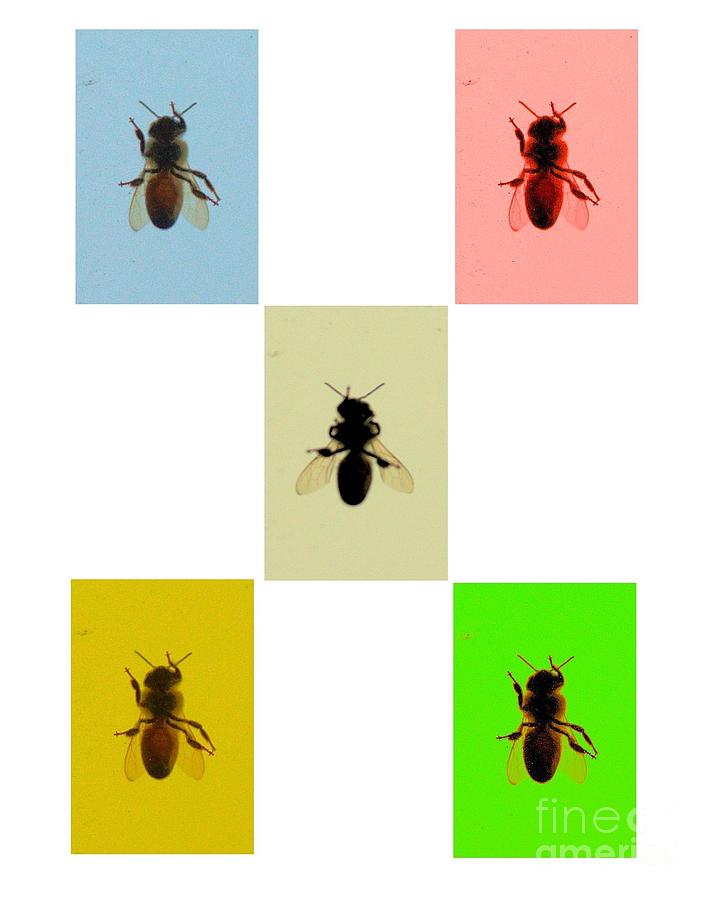 Five bees Photograph by David Call | Fine Art America