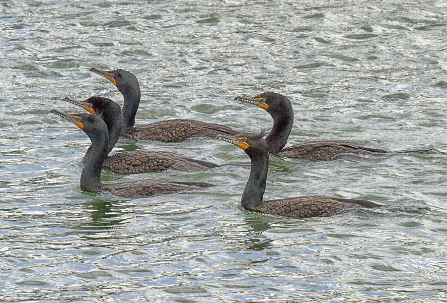 Five Cormorants Photograph by Constantine Gregory - Fine Art America