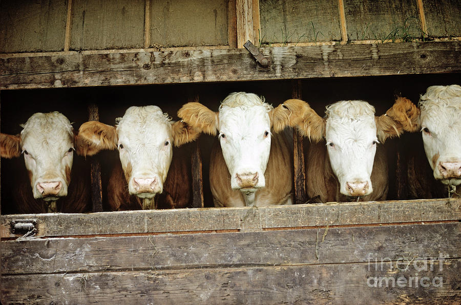 Five Cows Photograph by Kees Van Den Berg - Fine Art America