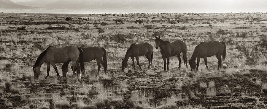 Five Horses Photograph by John Nelson | Pixels