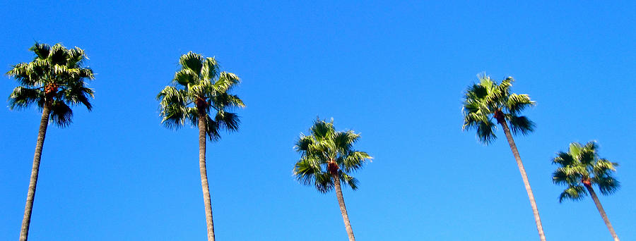 Five Palms Photograph by JBDSGND OsoPorto - Fine Art America