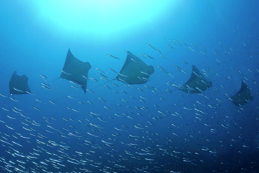 Five Rays (batoidea Photograph by Jaynes Gallery - Pixels