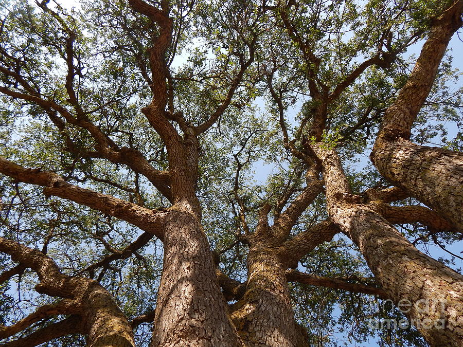 Five Trunk Tree Photograph by Susan Ince - Fine Art America