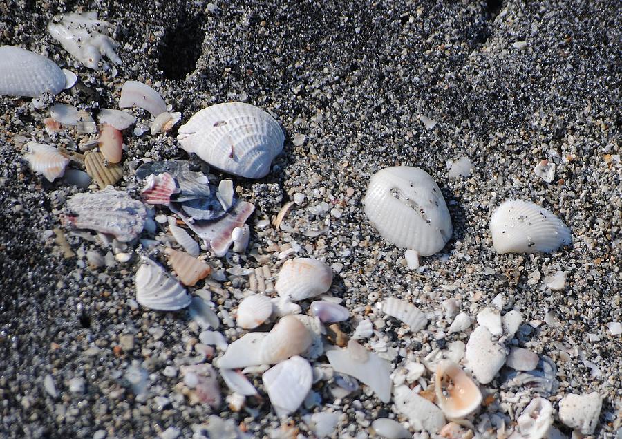 FL Shells 2 Photograph by Jill Baum - Fine Art America