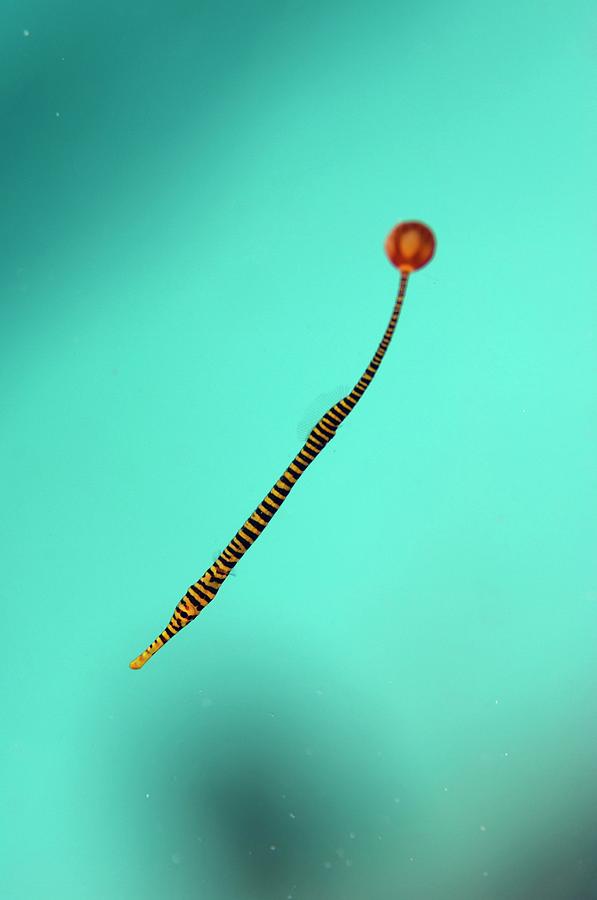 Flagtail Pipefish Photograph by Scubazoo/science Photo Library - Fine ...