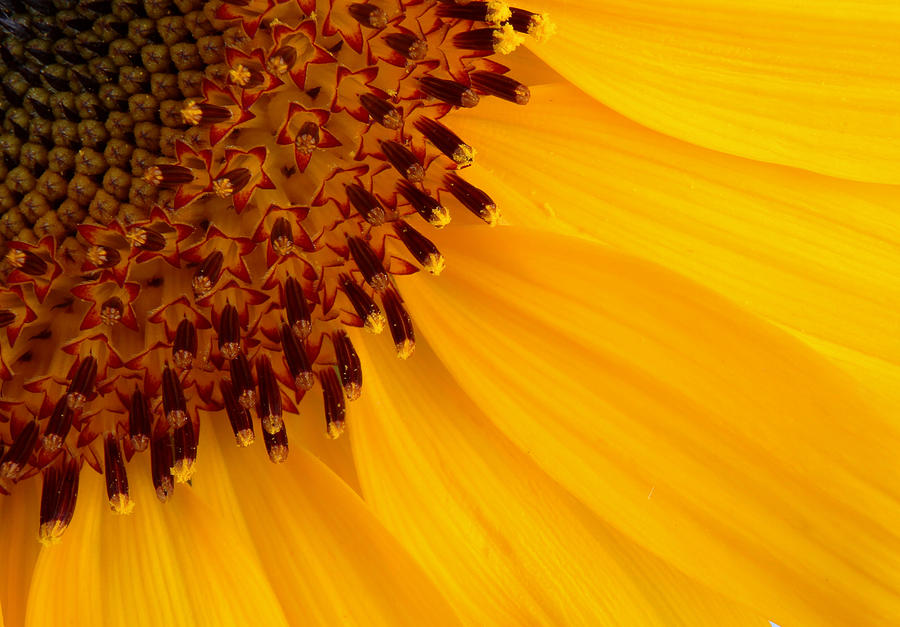 Flame Photograph by Barnaby Chambers | Pixels