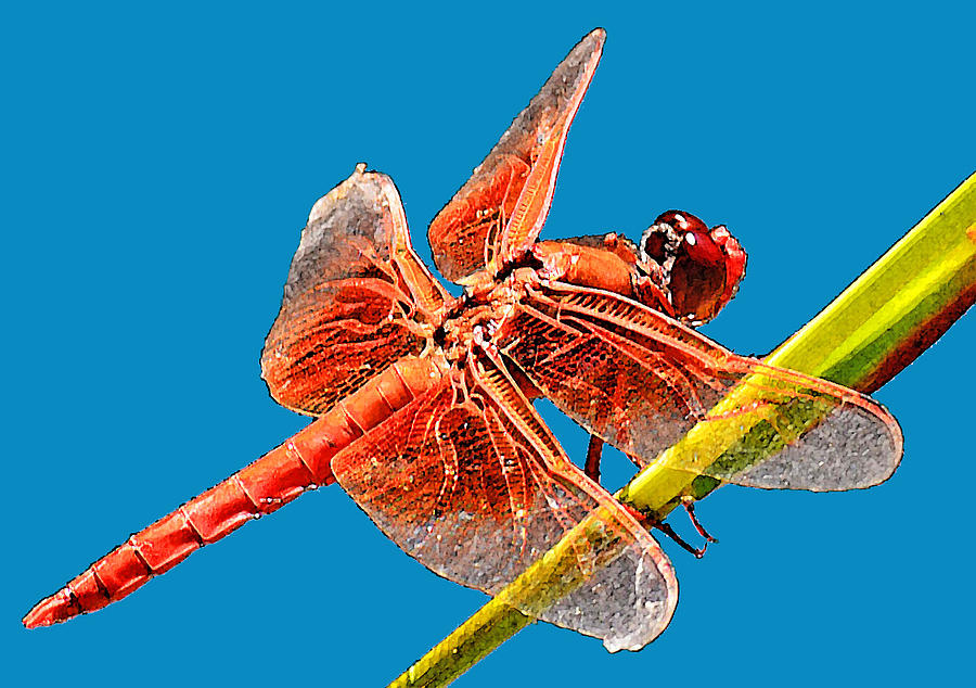 Flame Dragonfly Photograph by Robert Wallace - Pixels