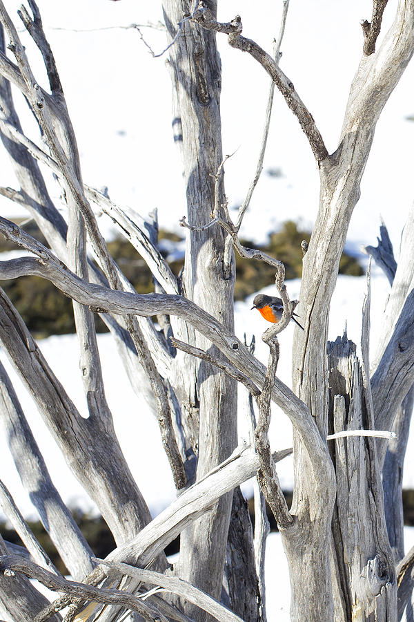 Flame Robin and Snow Crop 2 Photograph by Adam Baus - Fine Art America