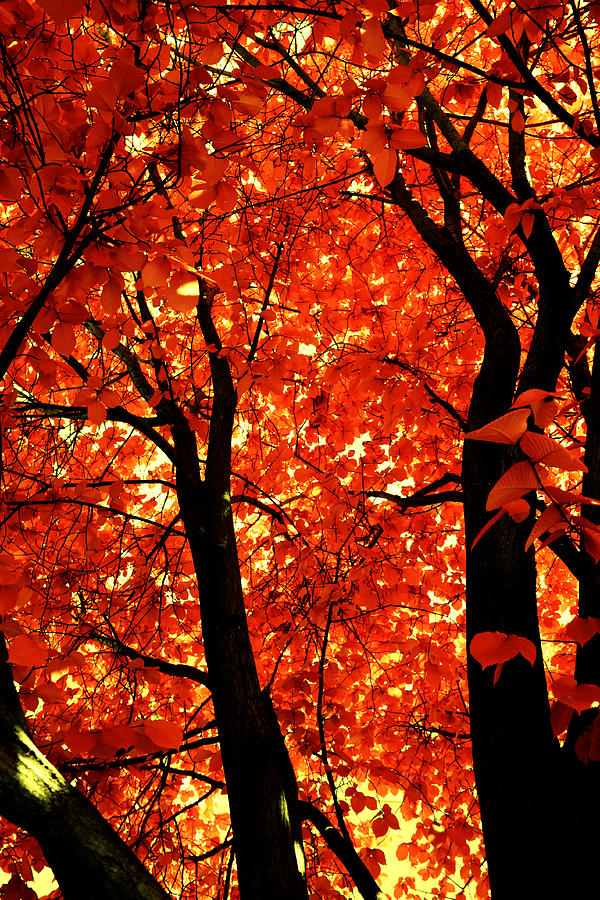 Flame Tree Digital Art by John Monteath - Fine Art America