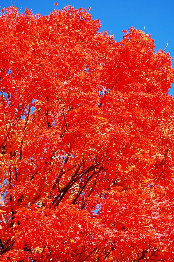 Flaming Maple Tree Photograph by Ross Sharp - Fine Art America