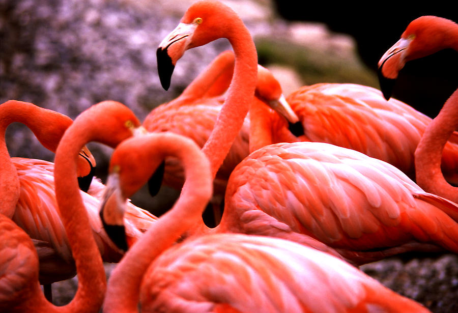 Flamingo Dance Photograph by Robert Rodvik - Fine Art America