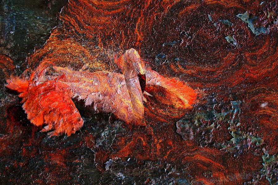 Flamingo Rust Photograph by Paul Fell - Pixels