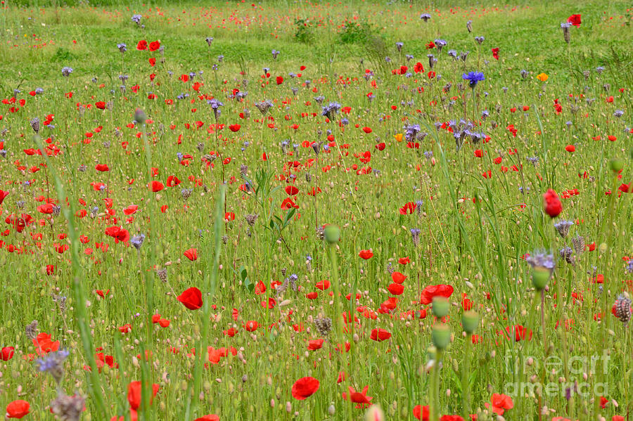 Flanders Field Photograph by John Paramore - Fine Art America