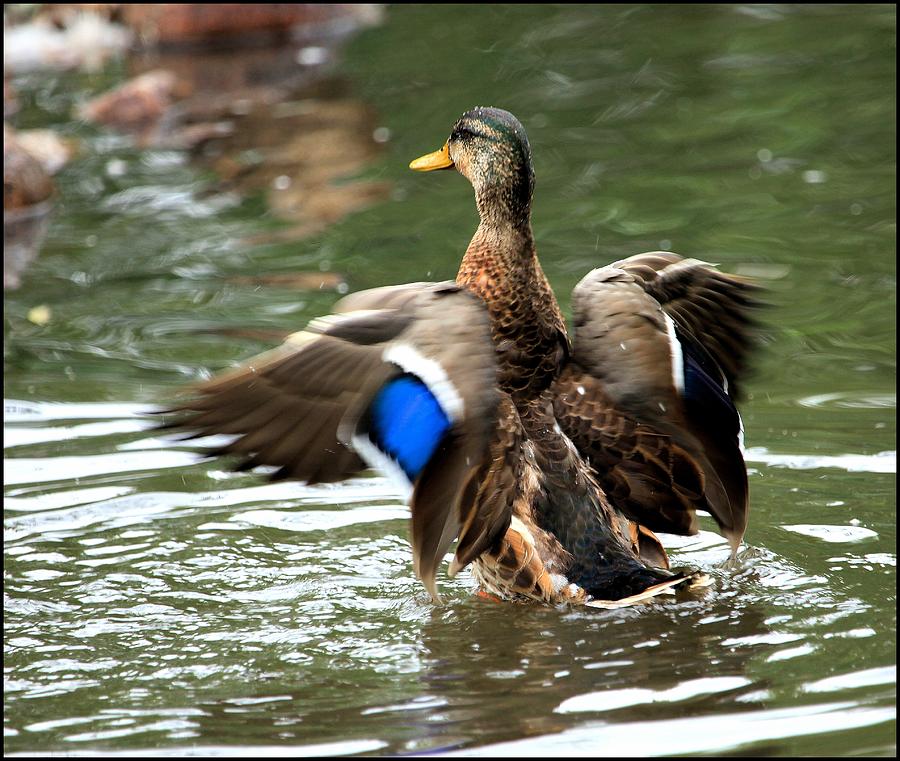 Flapping It Photograph by Bruce Nikle - Fine Art America