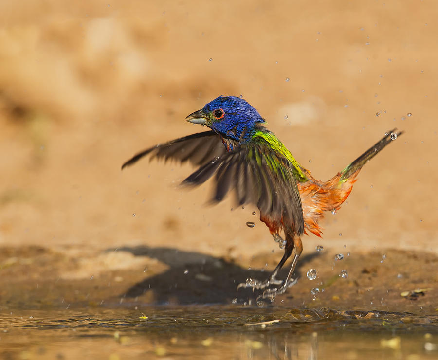 Flapping Photograph by Kurt Bowman - Fine Art America