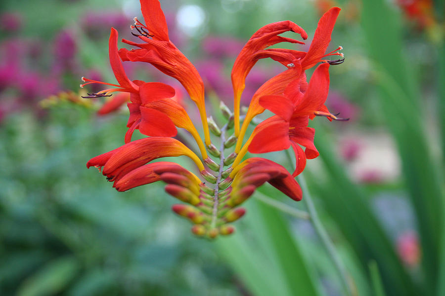 Flaring Red Photograph by James Rozanski - Fine Art America