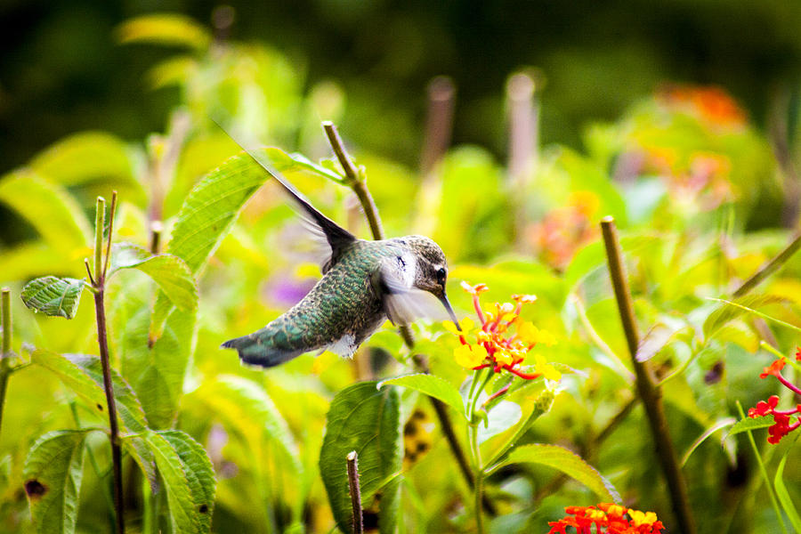 Flash Photograph by Chad Fish - Fine Art America